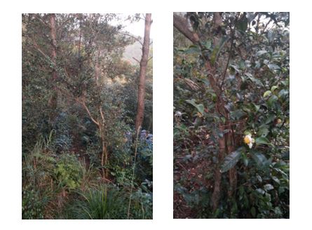 Tea Information & Tips - Summit Tea